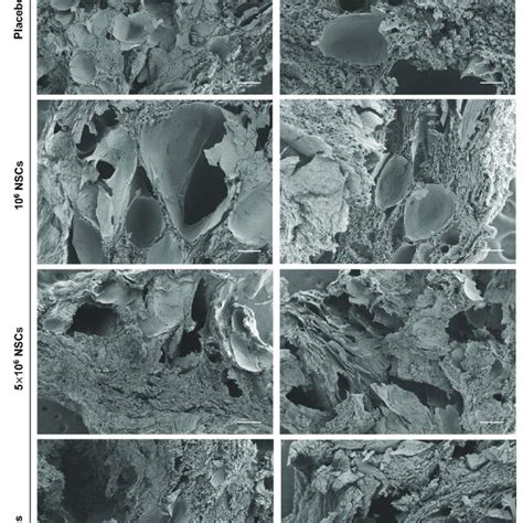 Effect Of Nscs On Scaffold Microstructure Using Scanning Electron Download Scientific Diagram