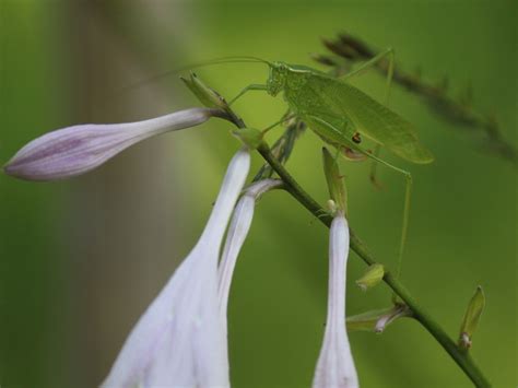 Grasshopper On A Hosta Plant Smithsonian Photo Contest Smithsonian