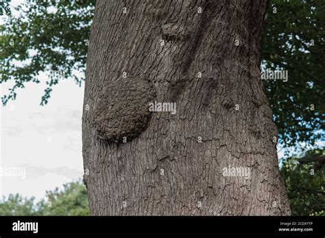 Oak Tree Trunk Stock Photo Alamy
