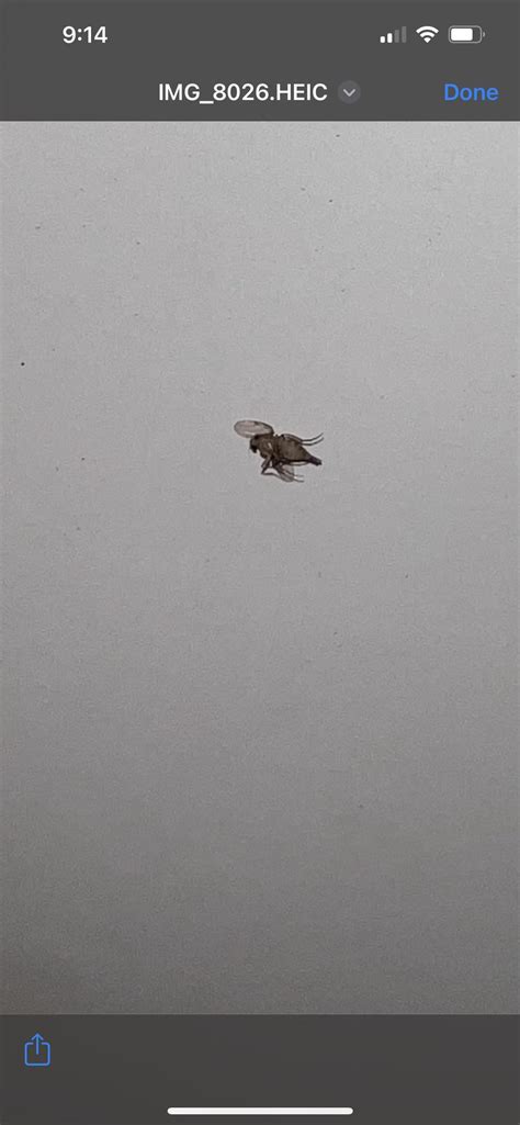 Hi Please Help Identify R Bugidentification