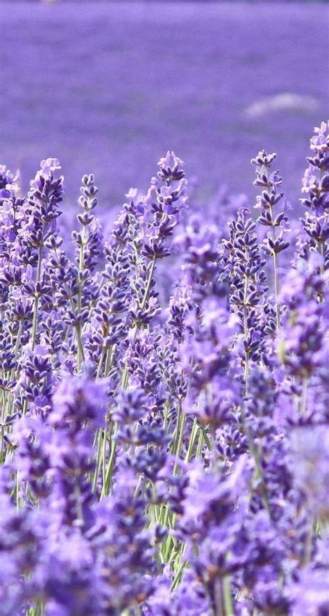 Lavender Flower Aesthetic Wallpapers Lavender Aesthetic Flower