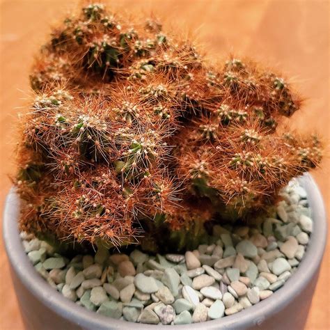 Propagating Peruvian Apple Cactus The Ultimate Guide