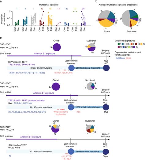 Mutational Processes Evolve Along Liver Tumorigenesis A Proportion Of