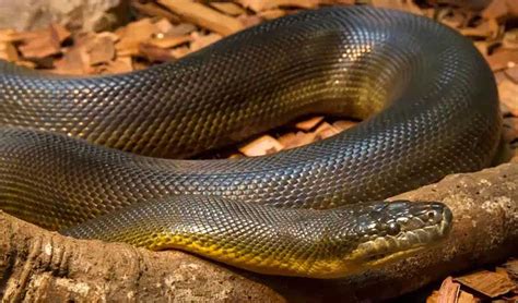 Pythonidae Pythons Facts Distribution And Population Biodb