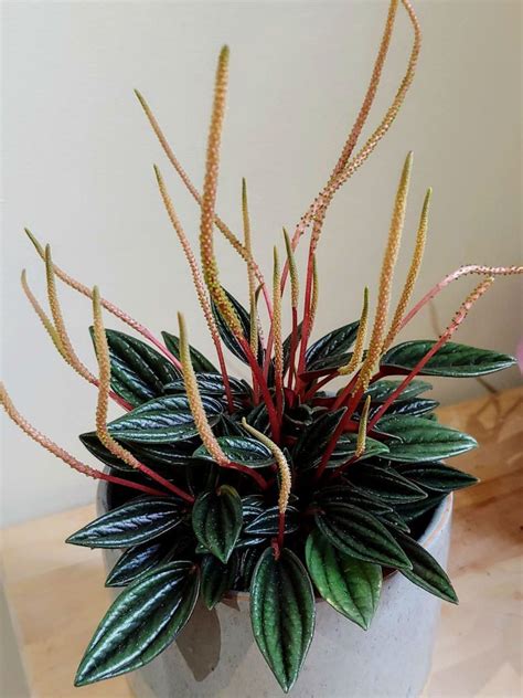 Plantas De Interior Que Requieren Poca Luz Artofit