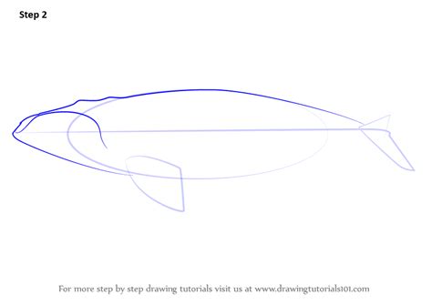 How To Draw A North Pacific Right Whale Marine Mammals Step By Step
