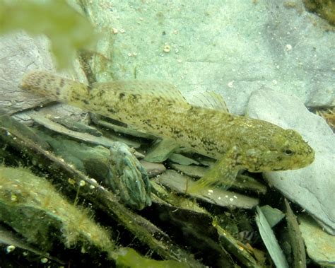 Rock Goby At Lantivet Bay Cornish Rock Pools