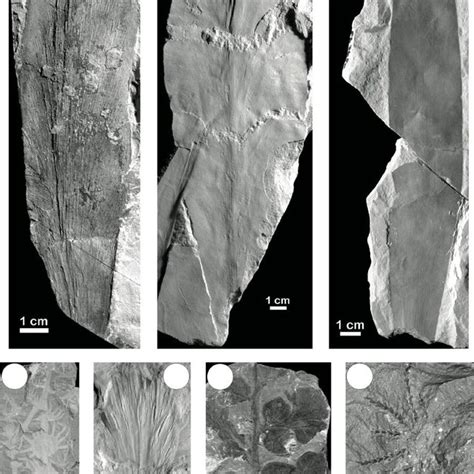 Selected Plant Taxa Of The Botrychiopsis Plantiana Assemblage Zone A