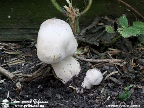 Світ грибів України Agaricus Arvensis Печериця польова