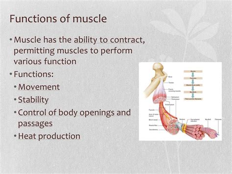 Ppt Understanding The Human Muscular System Anatomy Functions And