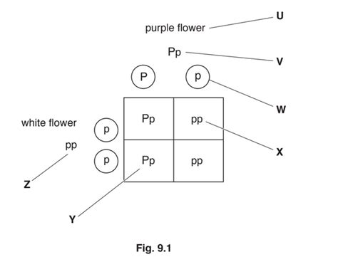 IGCSE Biology Monohybrid Inheritance IGCSE Style Questions Paper ELearning APP