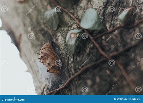 Macro Photo Of A Brown Cocoon Attached To A Tree Stock Image Image Of