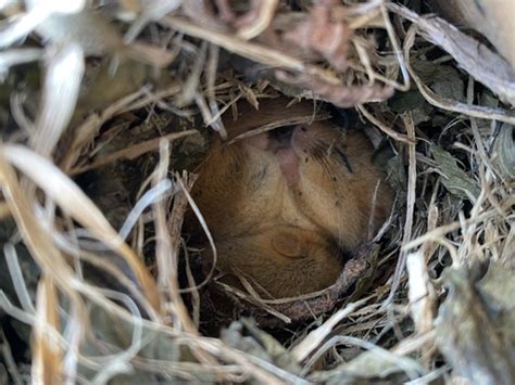 Rare Dormice Rediscovered At Isle Of Wight Nature Reserve After Seven Year Absence Hampshire
