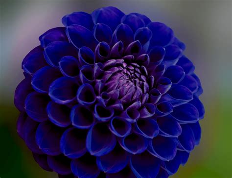 Types Of Royal Blue Flowers At Louis Mcknight Blog