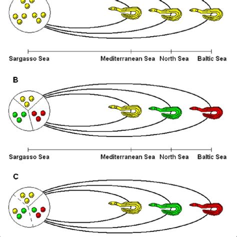 figure the main models of the formation of the population genetic