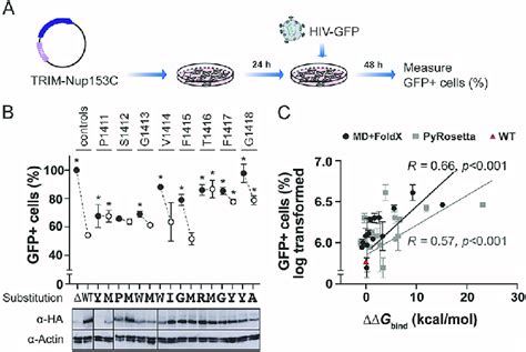 Molecular Modeling Predicts The Effects Of Mutations In Nup153c On The Download Scientific