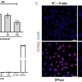 HPAEC Cellcell Adhesion Damaged By IC Treatment Type O HPAEC Download Scientific Diagram