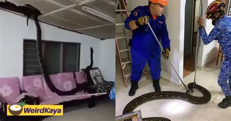10 Foot Python Lands On Sofa After It Crashed Through Ceiling At