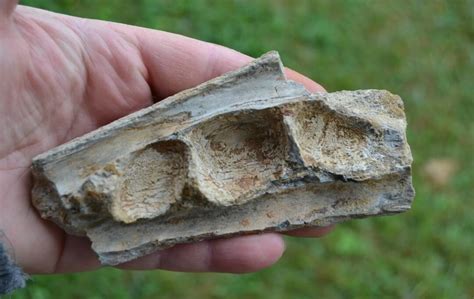 Real Spinosaurus Jaw Or Good Fake Is It Real How To Recognize Fossil Fabrications The