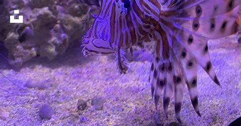 Orange And White Striped Fish Photo Free Purple Image On Unsplash