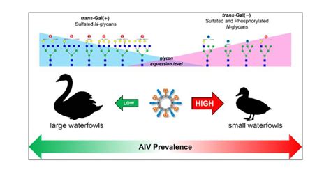 Hiroshi Hinou On Linkedin Glycoblotting Based Ovo Sulphoglycomics