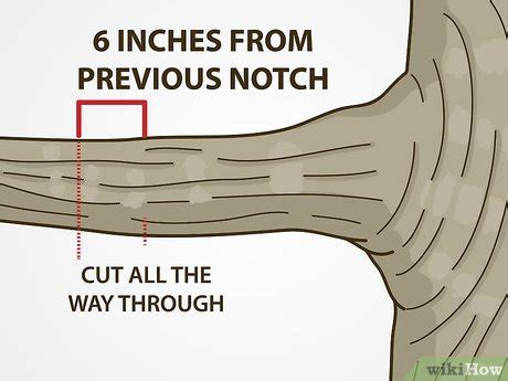 3 Ways To Trim Trees WikiHow