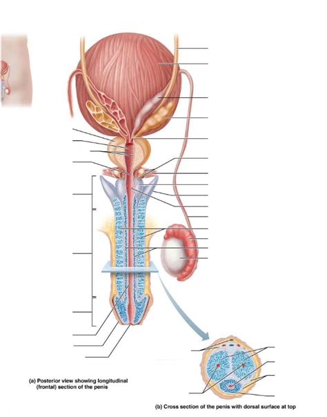 A P Chapter The Reproductive System Male Reproductive Structures Diagram Quizlet