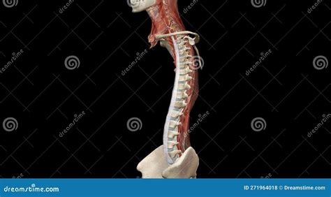 The Cervical Spine Neck Region Consists Of Seven Bones C1 C7 Stock Illustration