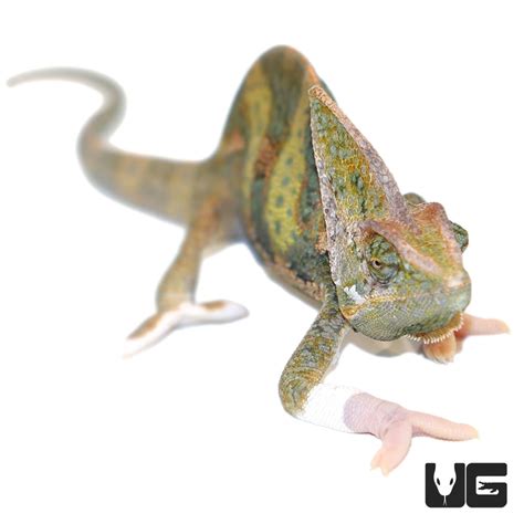 9 To 11 Inch Translucent Veiled Chameleons For Sale Underground Reptiles