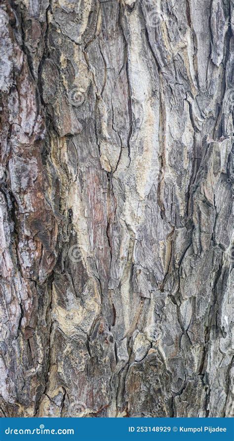 Texture Of Gray Tree Bark Stock Image Image Of Autumn 253148929