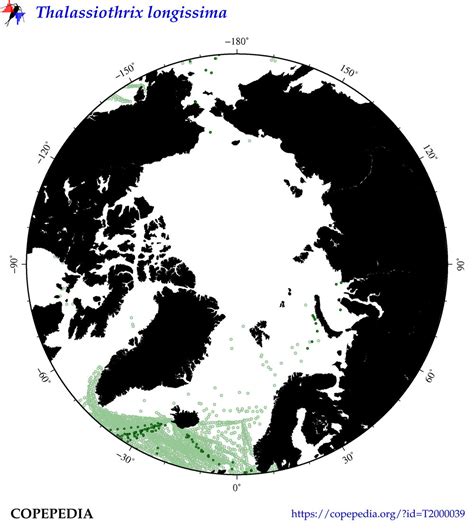 Copepedia Summary For Thalassiothrix Longissima T2000039 Species