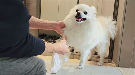 강아지 산책 후 발 닦기 왜 이렇게 안 하세요 Youtube