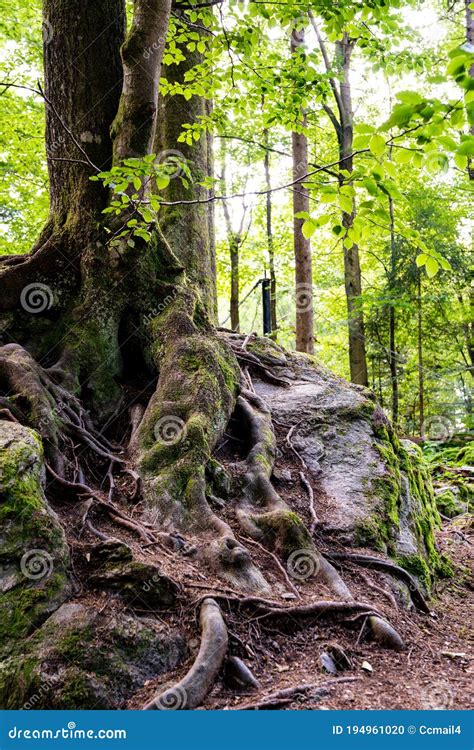 Tree With Massive Root System Royalty Free Stock Image 13166002