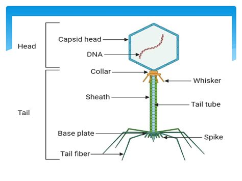 Bacteriophage Definition Structure And Life Cycle Ppt