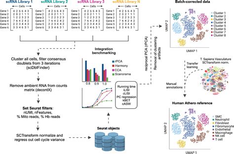 Integrative Single Cell Meta Analysis Reveals Disease Relevant Vascular