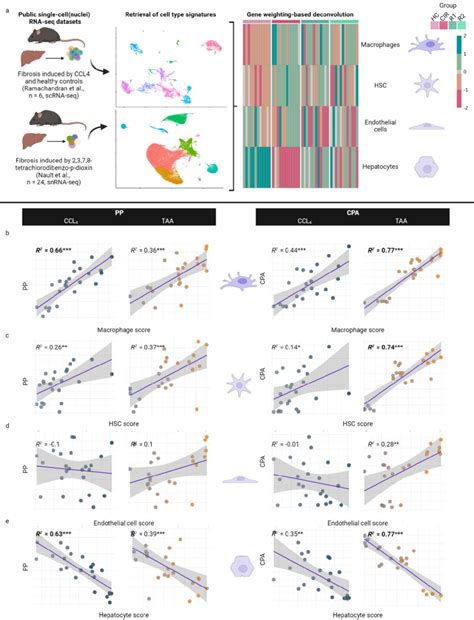 Deconvolution Analysis Shows Cell Specific Signatures In Mouse Rna Seq