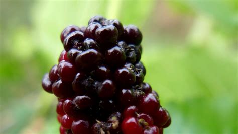 李文全随拍：日子垒砌，酸甜自知 哔哩哔哩