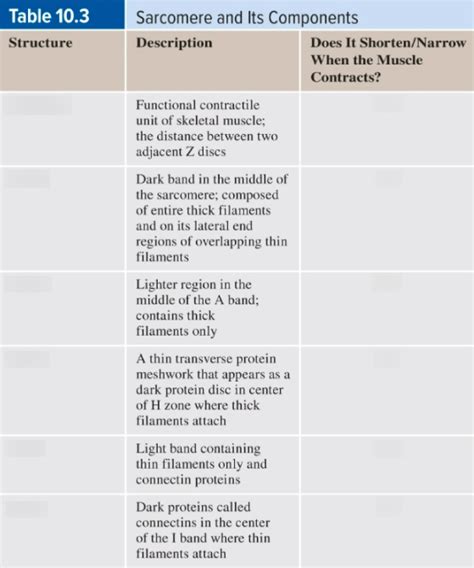 Sarcomere And Its Components Diagram Quizlet