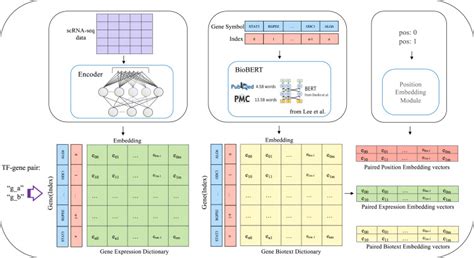 Scgreat Transformer Based Deep Language Model For Gene Regulatory Network Inference From Single