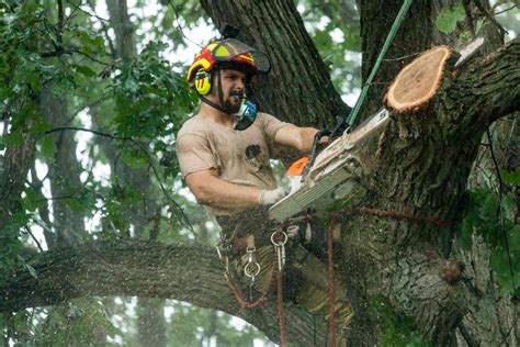 Tree Trimming JCS Tree Services