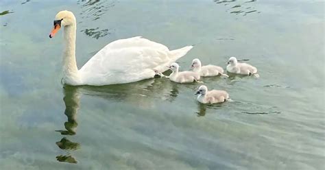 “큰 오리라고 생각” 백조 잡아먹은 10대들에 뉴욕 마을 발칵