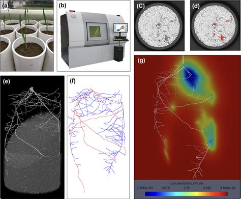microcomputed tomography μct 3d seedling root phenotyping pipeline