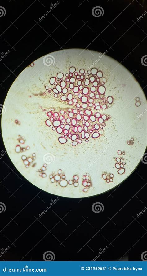 Structure Of Beet Root Under A Microscope Stock Image 234959689