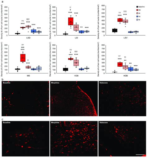 Density Of C Fos Cell Nuclei Number 1 Mm 2 In Select Structures Of