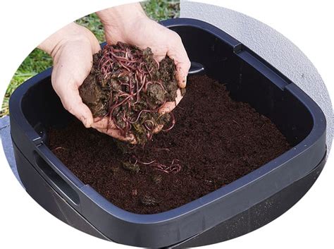 Worm Composting In Your Apartment How To Turbo Charge Your Garden