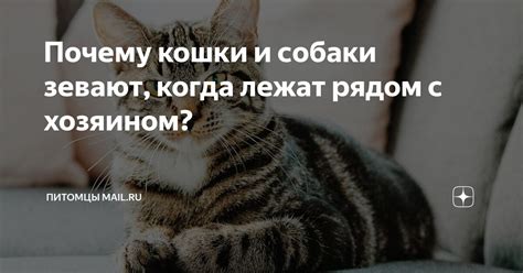 Почему кошки и собаки зевают когда лежат рядом с хозяином Питомцы Дзен