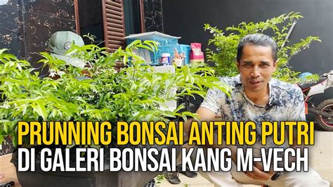 prunning bonsai anting putri di galeri bonsai kang m vech youtube