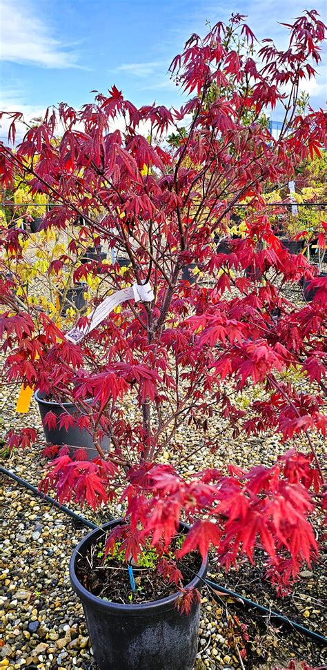 Acer Palmatum Fireglow 110 120 Cm 3g Garden