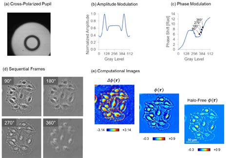 Spatial Light Modulators Consist Of A Gird Of Addressable Variable Download Scientific Diagram
