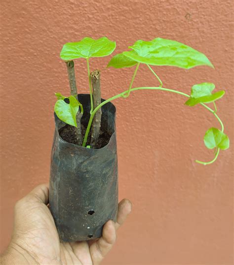 Seenthil Kodi Ayurvedic Herb With Medicinal Properties